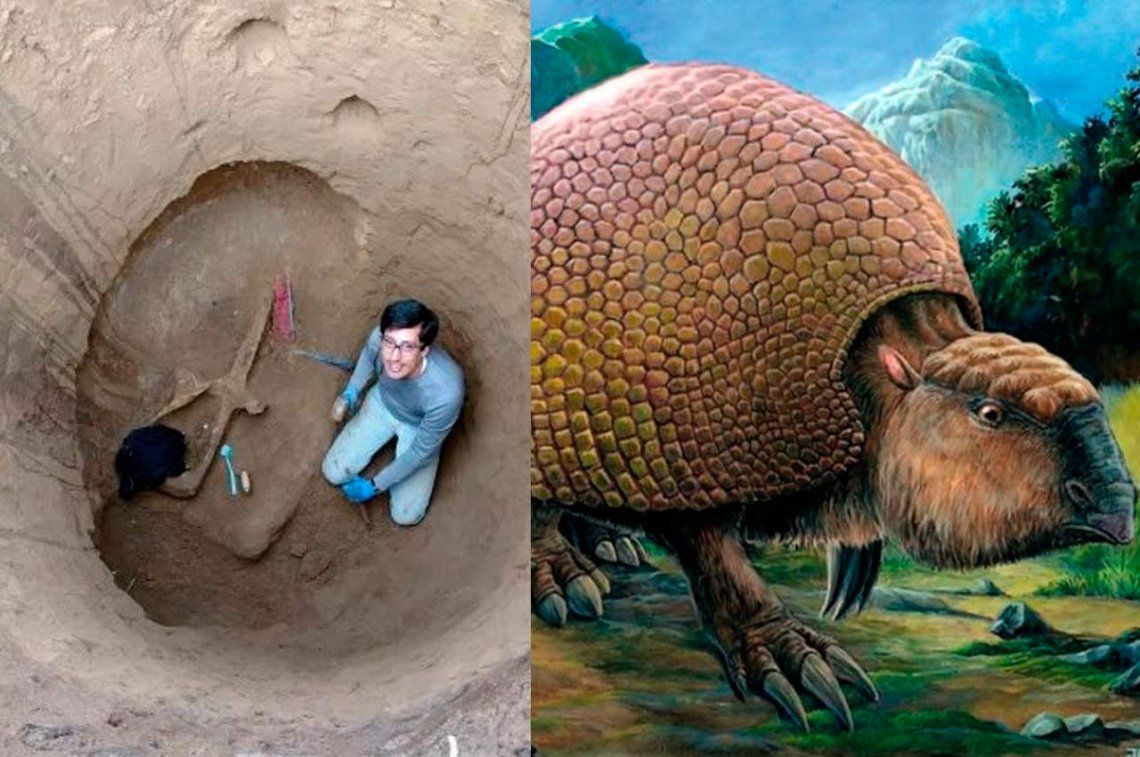 Hallaron un fósil de Gliptodonte de 24.000 años en cercanías de Mar ...