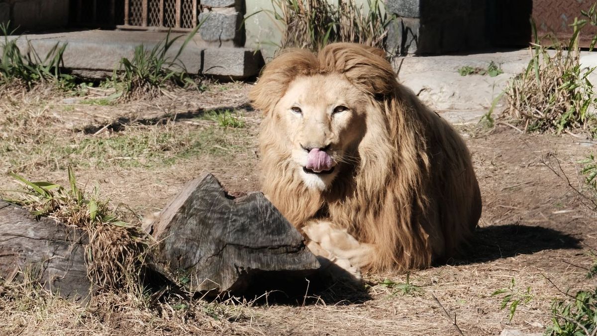 El futuro del Ecoparque: entre denuncias y preocupación por los animales