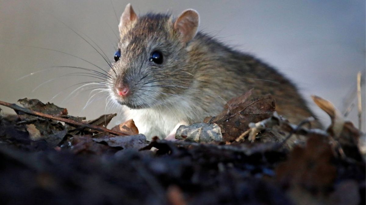 India: policías culpan a ratas de comerse más de 500 kilos de marihuana