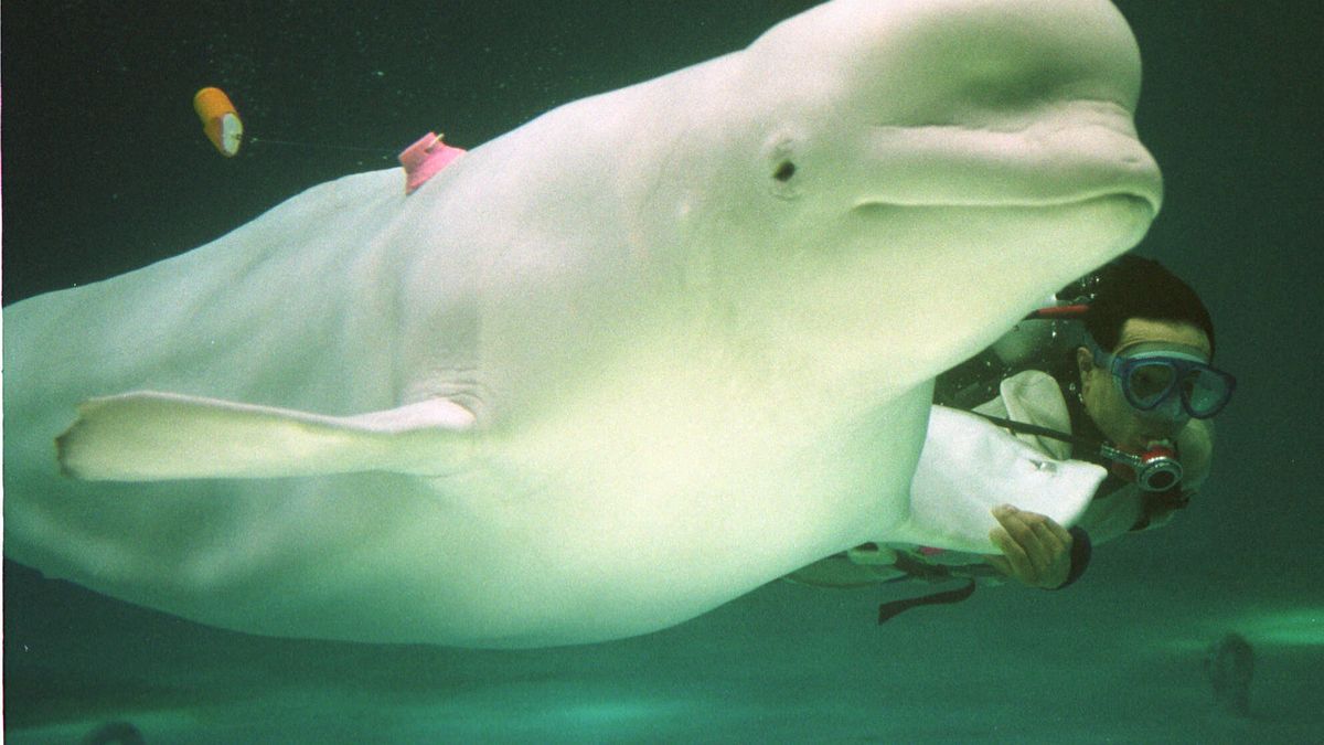 ¿Una ballena blanca que imita la voz humana?