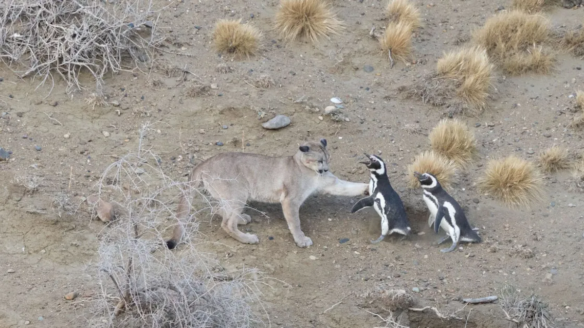 Los pumas comenzaron a comer pingüinos en la Patagonia: ¿qué les está ...