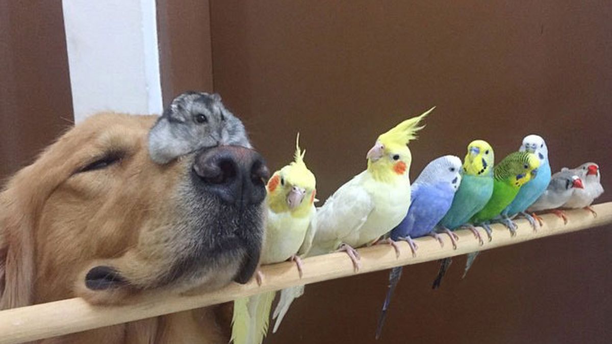 Bob, el perro que convive con ocho pájaros y un hámster