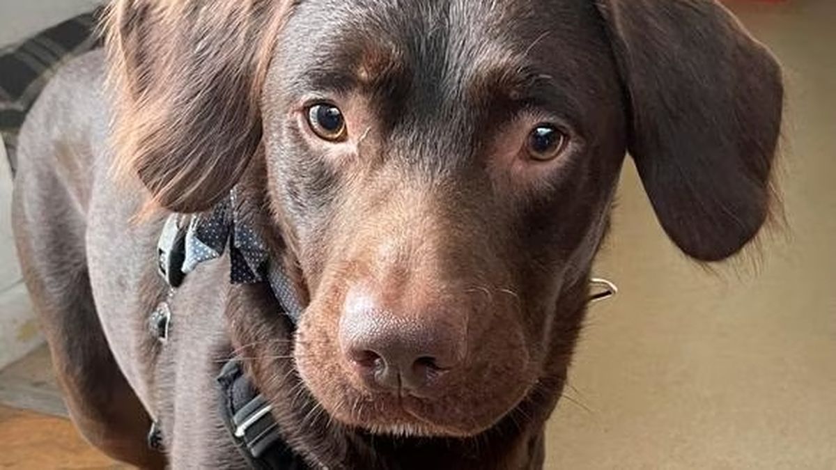 Reino Unido: un perro tuvo que ser tratado por alcoholismo