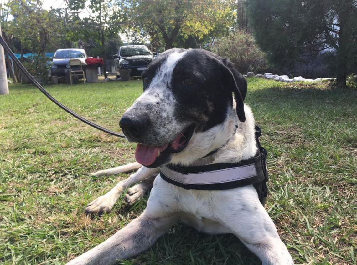 Jujuy: se jubila Falopa, el perro más famoso de la Policía