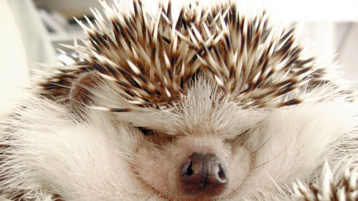 Erizos: no responden como perros, pero reconocen a su dueño
