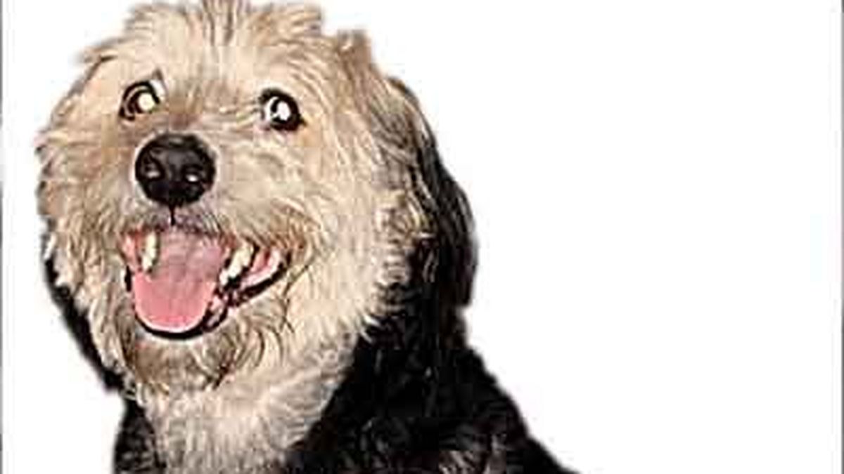 Luca, el rey de la casa