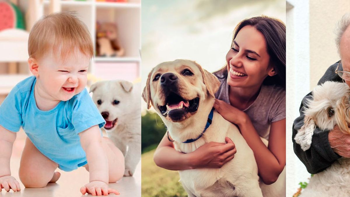 Es un mito que un año en la vida de un perro es igual a 7 en la de un ...