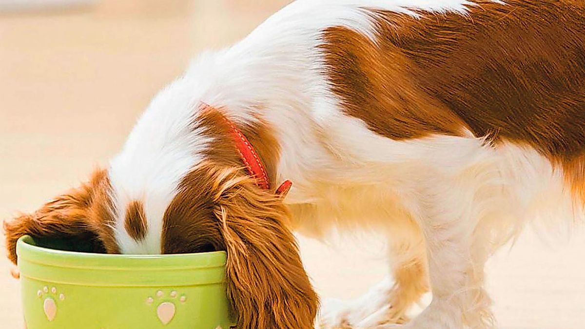 Consejos para mantener a los perros bien alimentados