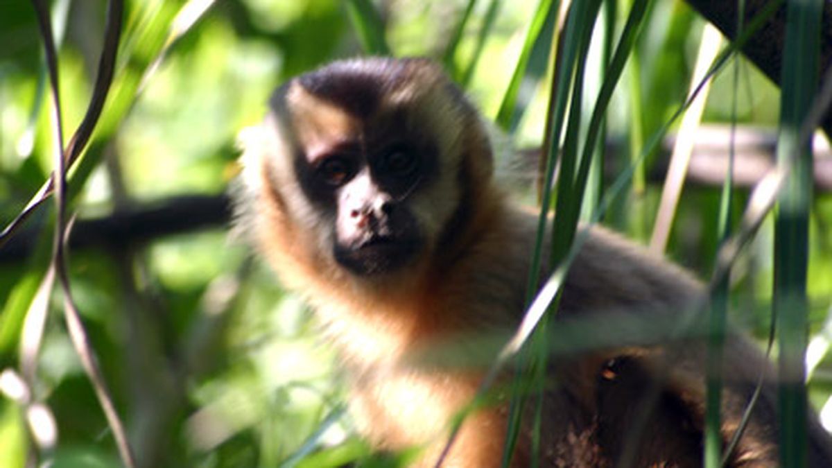 Conmovedora despedida de un mono a su compañera