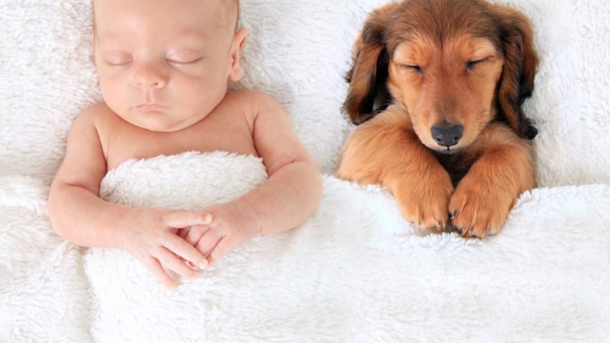 Las 5 cosas que harán que quieras más a tu perro