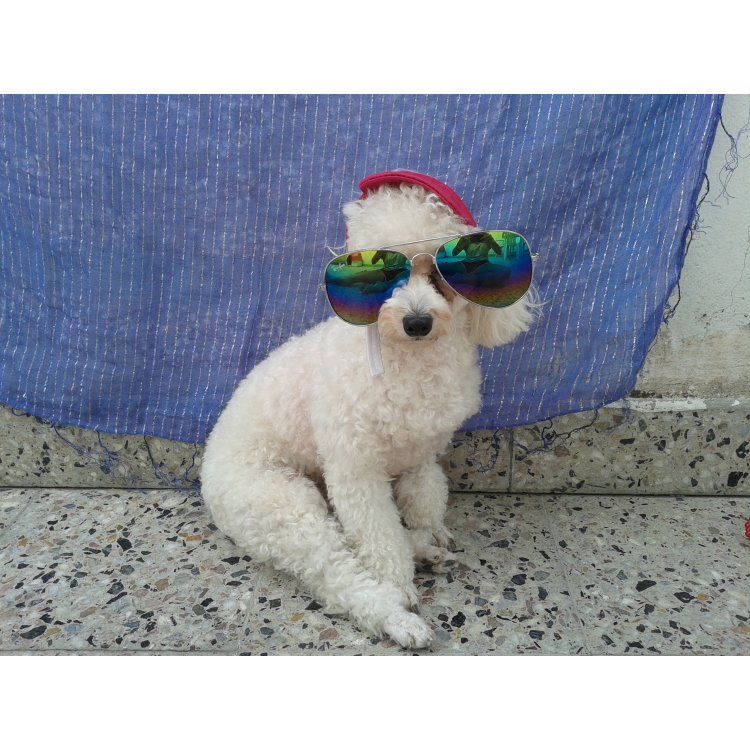 Lisa de José León Suárez