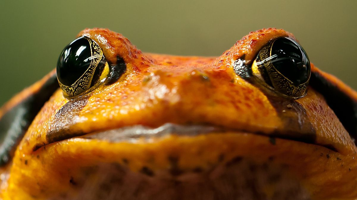 Amazonas: descubren rana zombie que emerge de la tierra