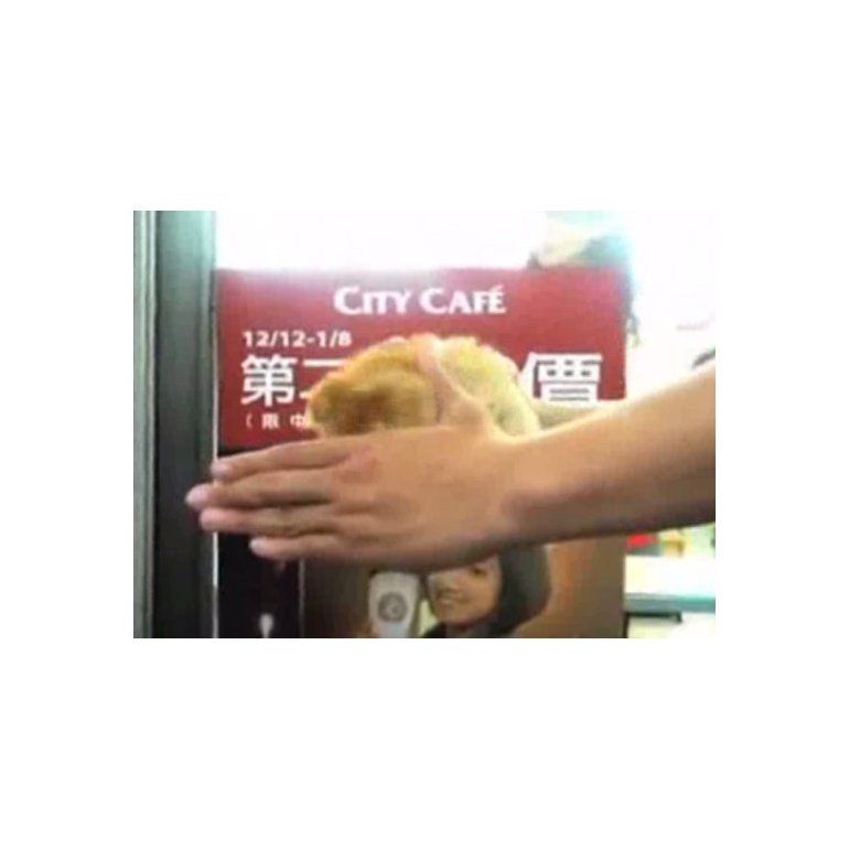 Sacó un gatito...¡del aire!