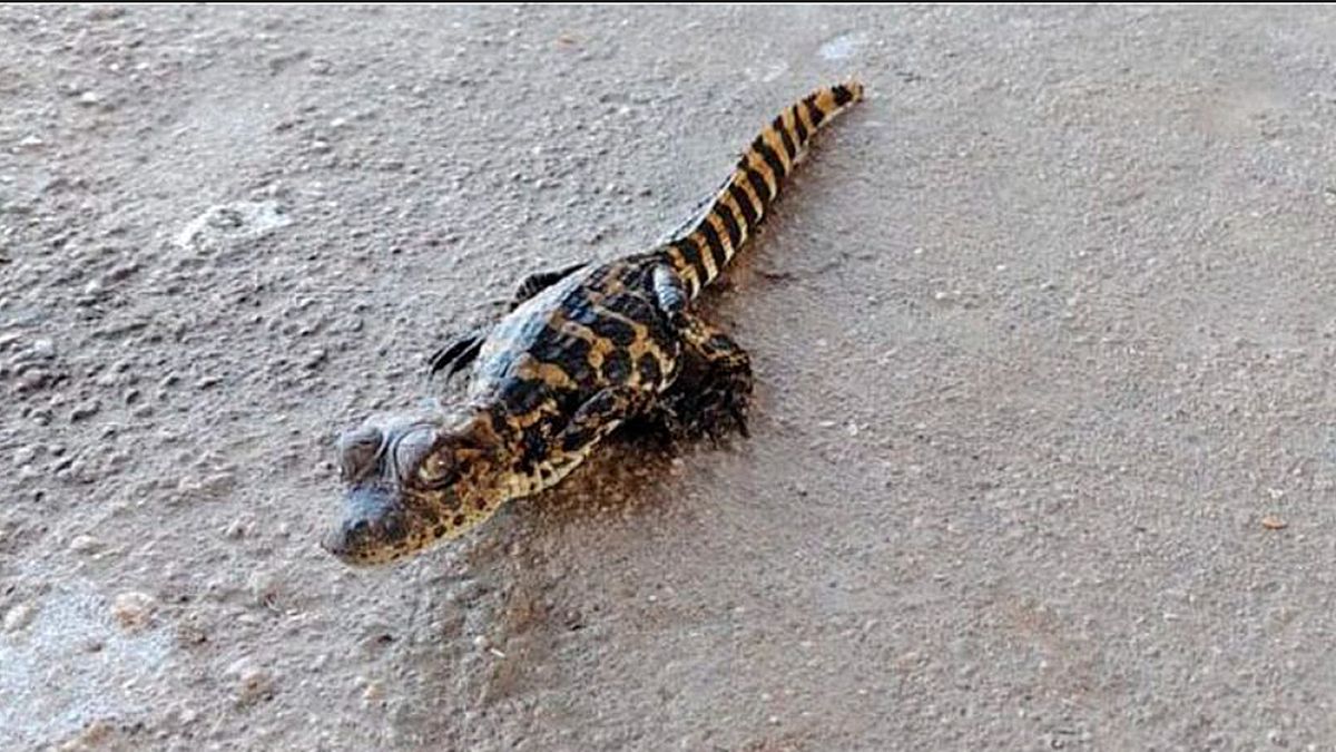 Córdoba: encontraron crías de yacaré en una laguna