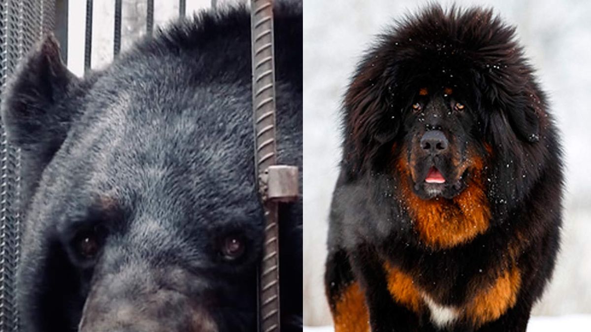 Criaron por dos años un cachorro creyendo que era un perro... ¡pero era ...