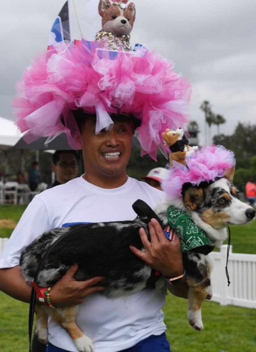 En fotos: la carrera para encontrar al Corgi más rápido del mundo
