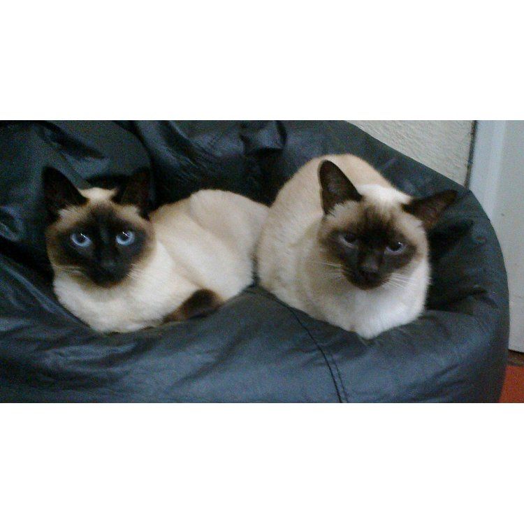 Ellos son Ciro, More, Tomy y Segundo