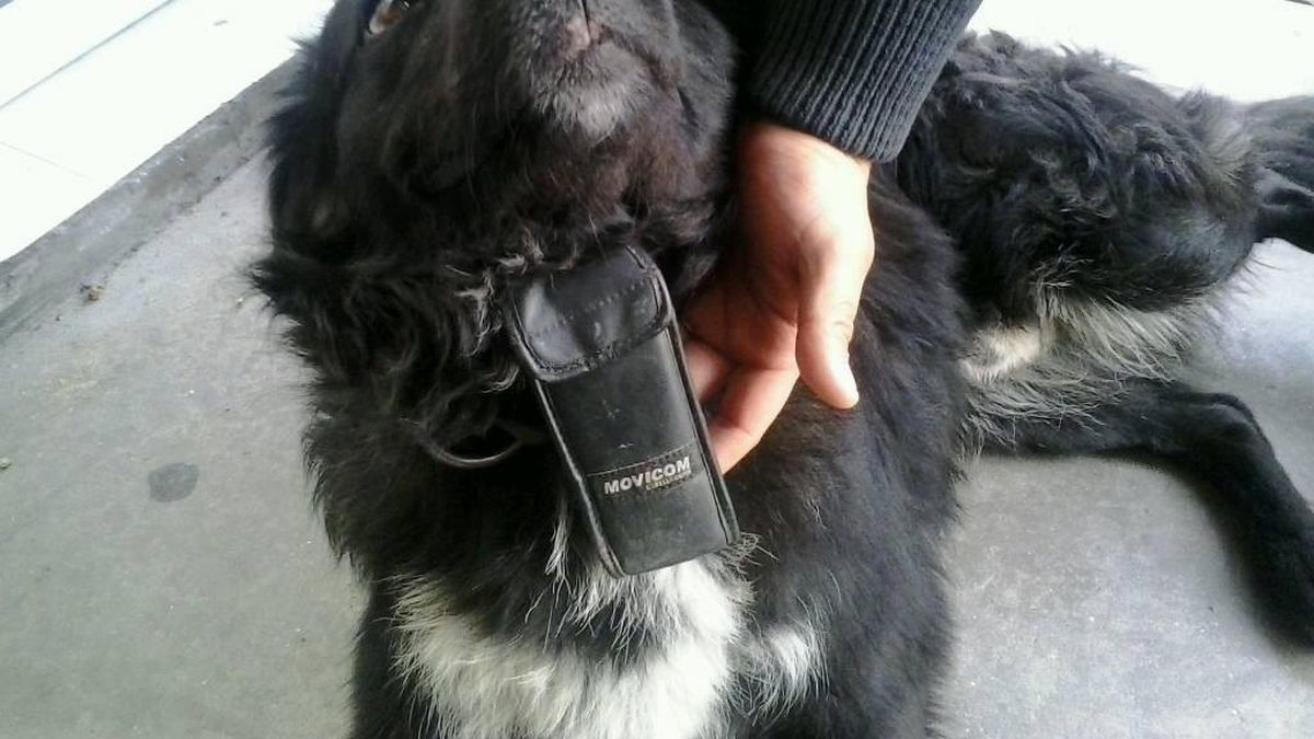 Raro: encuentran un perro con un Movicom colgado del collar