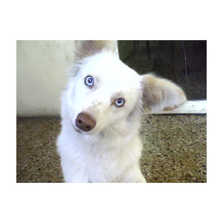 A Chicky le gusta pasear