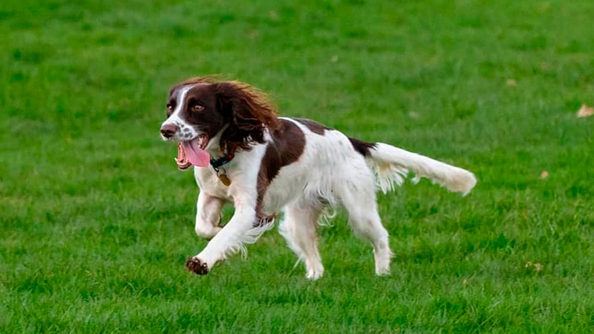 Perros activos: con la necesidad de hacer ejercicio constante