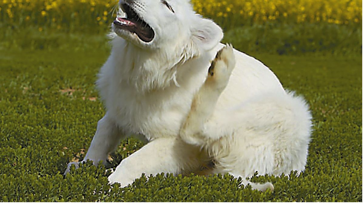 Cuidar a las mascotas de las pulgas y los parásitos