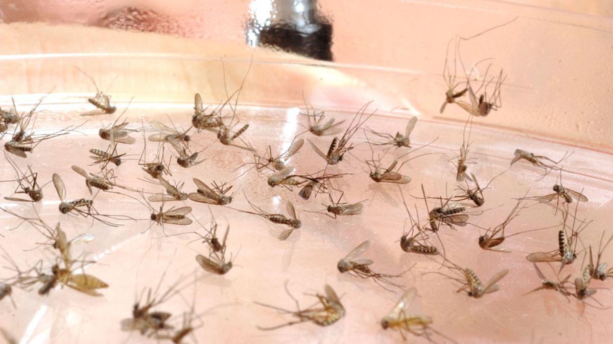 Existen más 3500 tipos de mosquitos