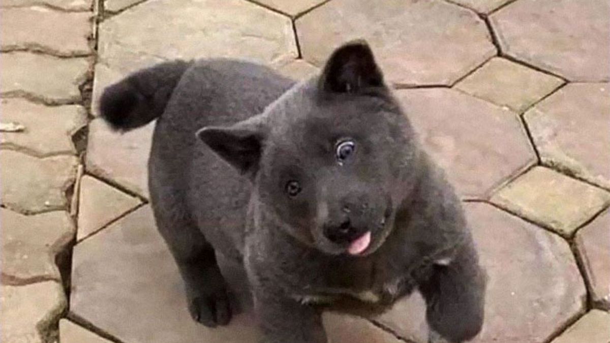 Dúi el catdog vietnamita que es furor en las redes sociales