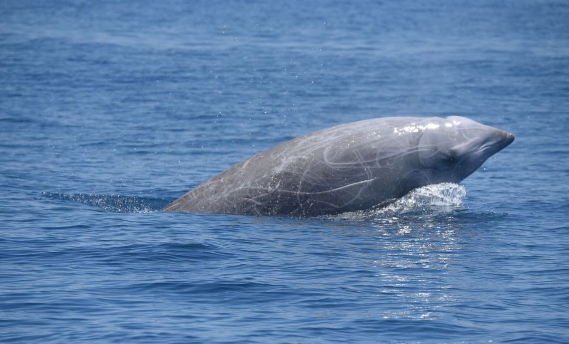 Hallan a un Zifio en La Costa: uno de los cetáceos más desconocidos del ...