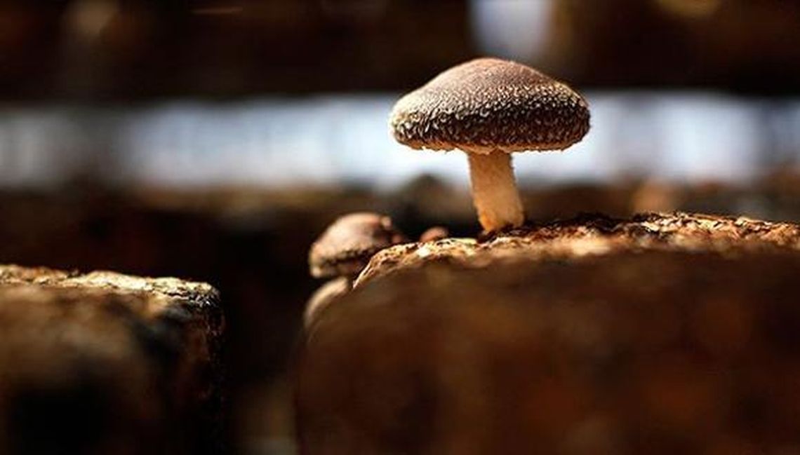 La NASA quiere convertir el suelo de Marte en tierra fértil: ¿cómo lo hará?