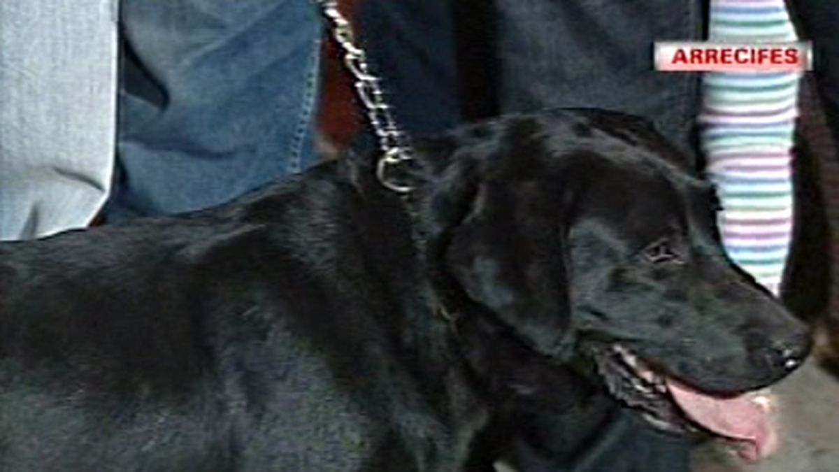 Caso Kiara: el perro Chester, otra vez héroe