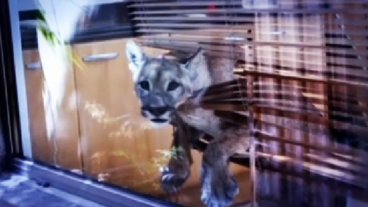 Se despertó, fue a la cocina y se encontró con un puma