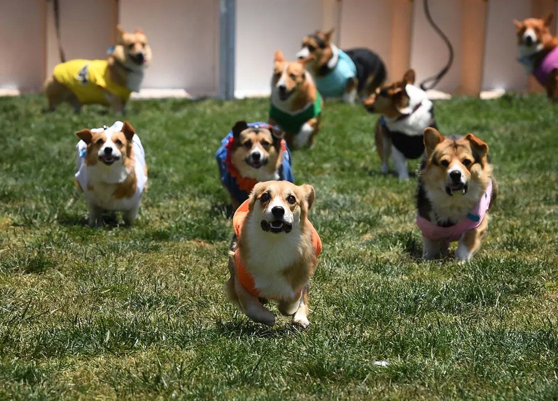 En fotos: la carrera para encontrar al Corgi más rápido del mundo