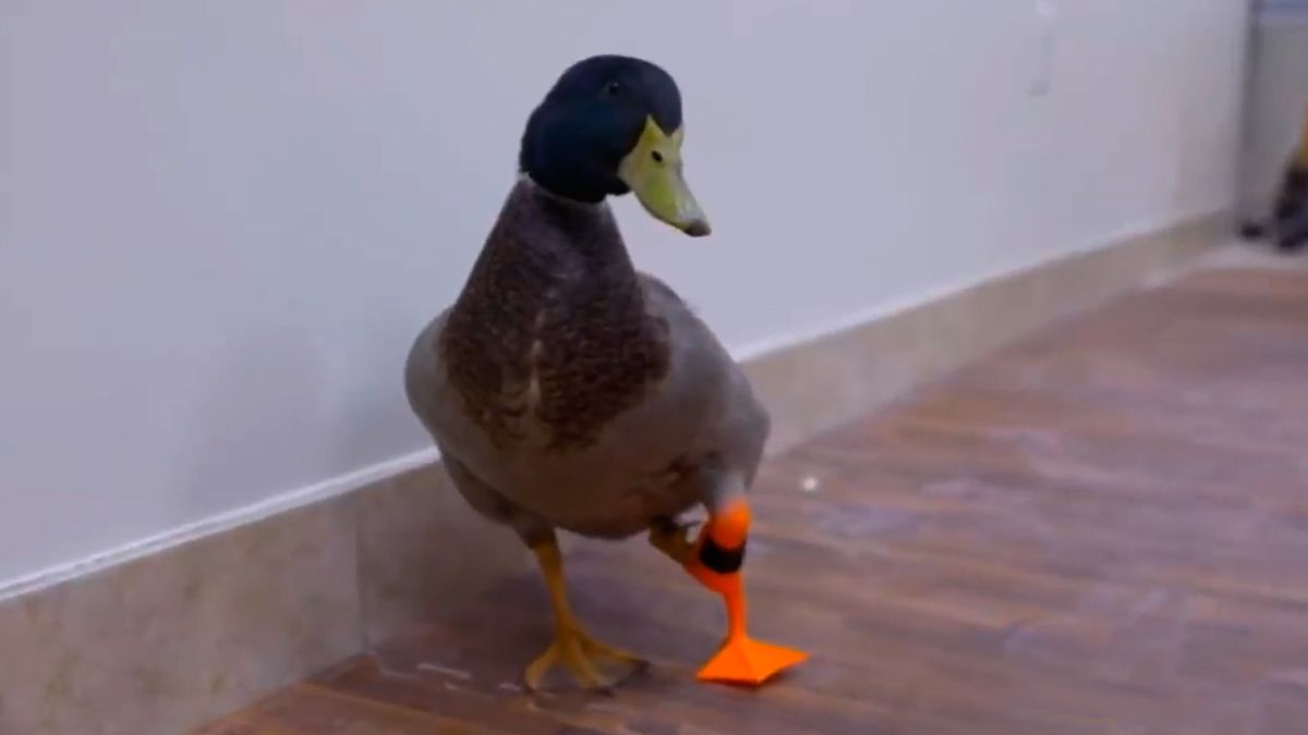 Pato que nació con un miembro deformado logró caminar gracias a la ...