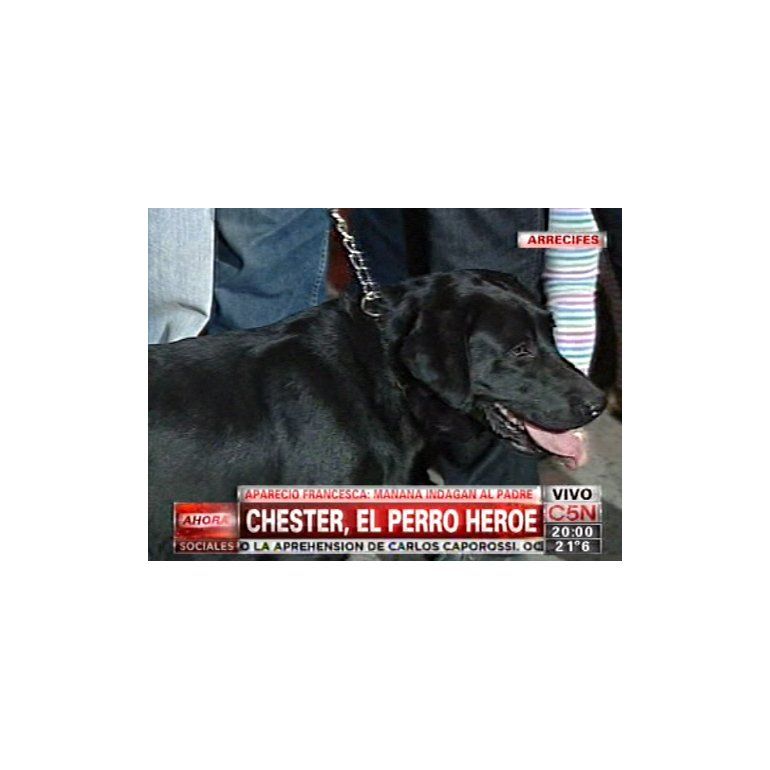 Caso Kiara: el perro Chester, otra vez héroe