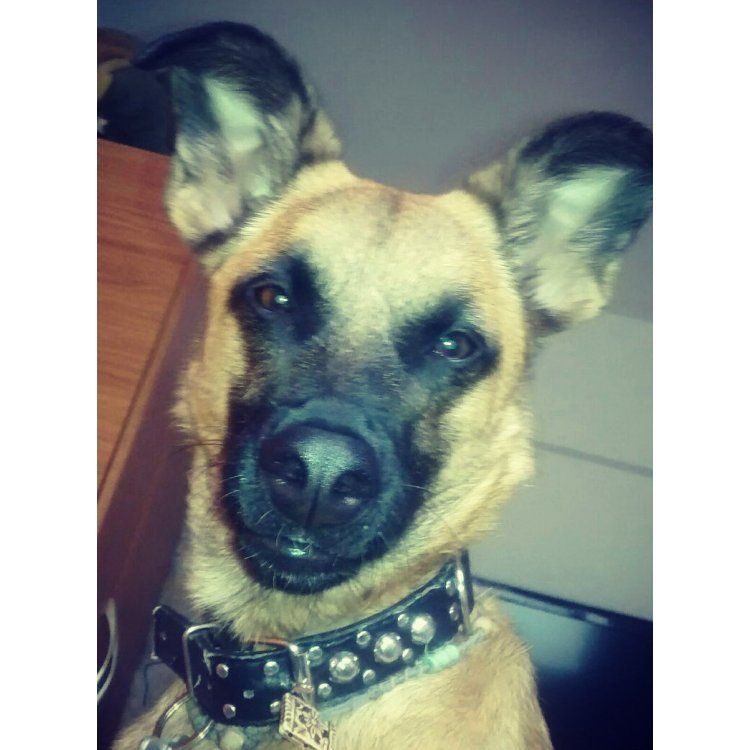 Un perrito simpático