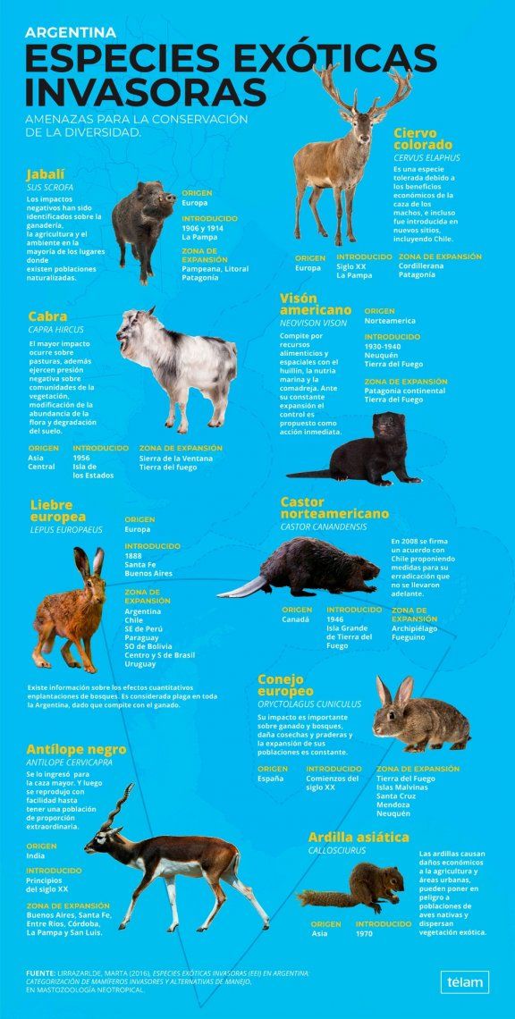 Las especies invasoras son un problema que crece día a día en la Argentina