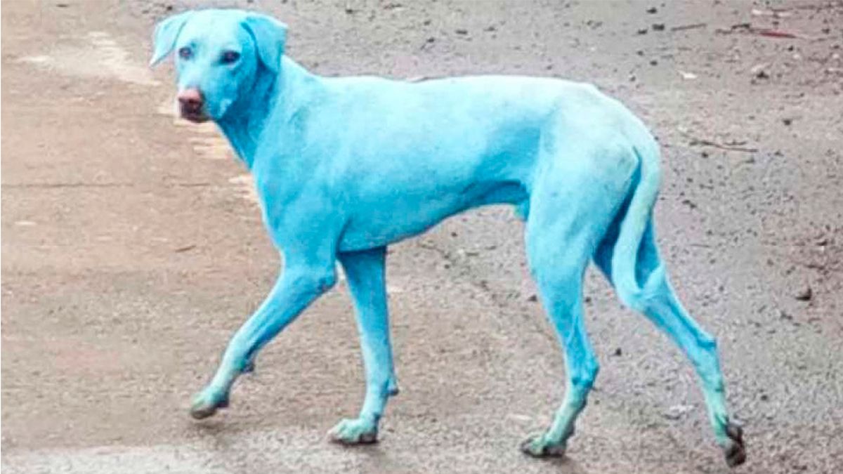 El extraño caso de los perros azules de la India