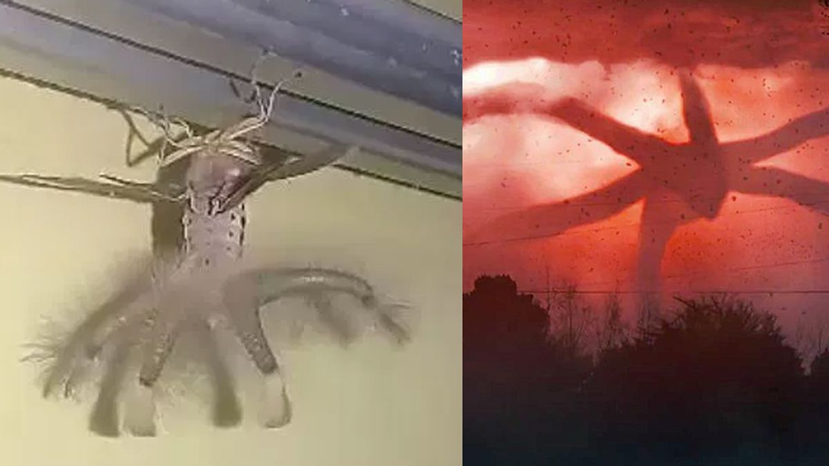 Insecto con tentáculos aparece en Indonesia y lo comparan con el de ...