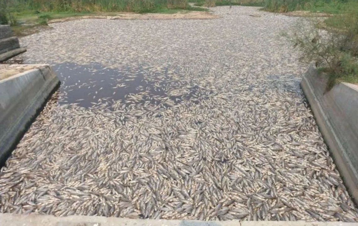 Impactante: miles de peces muertos en Formosa por la extrema sequía