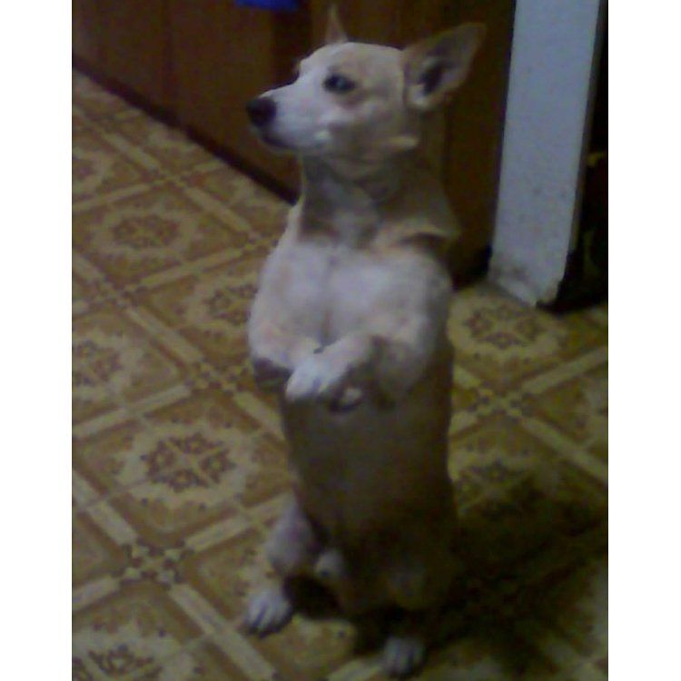 Homero, un perro muy famoso