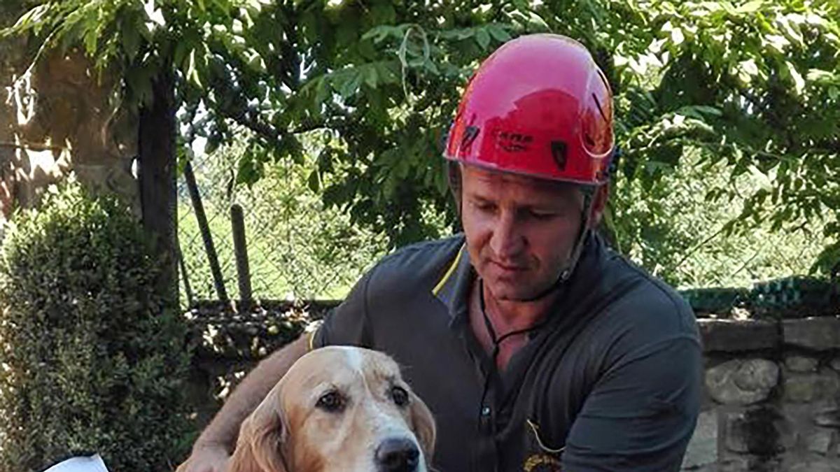 La conmovedora historia del perro que sobrevivió 10 días bajo los escombros