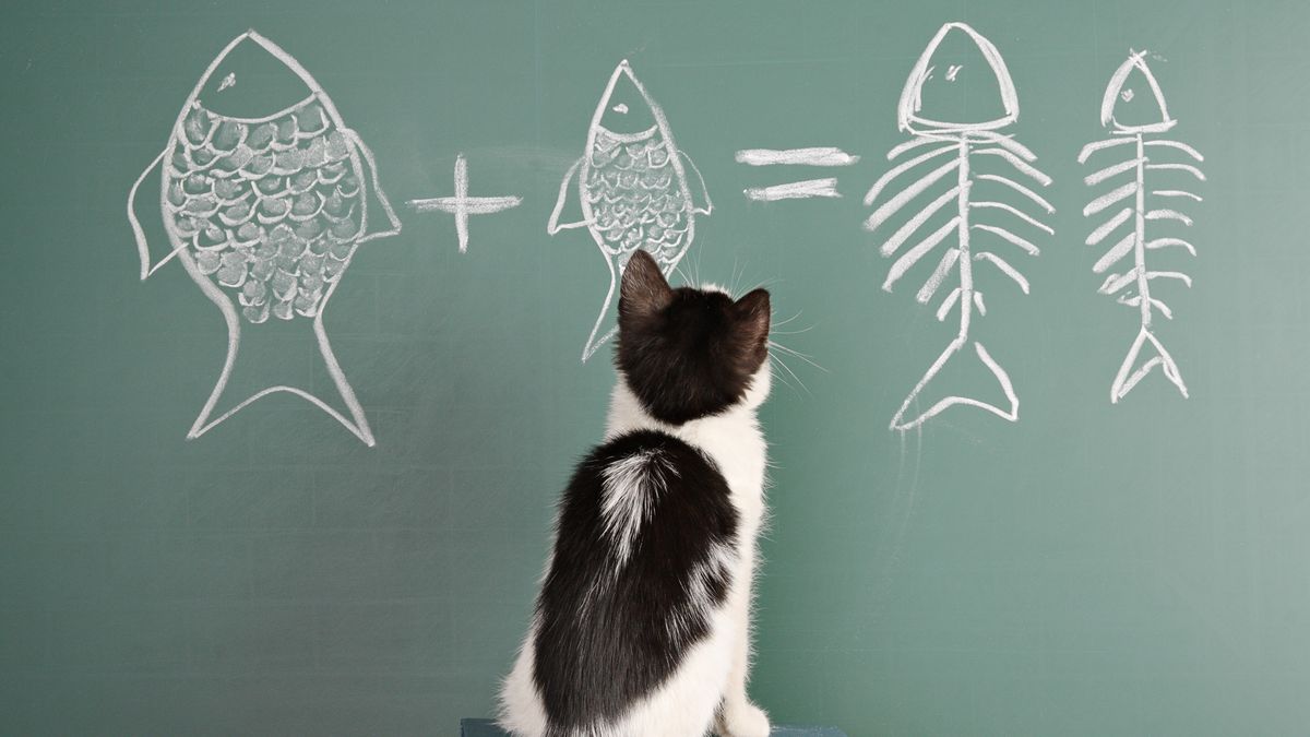 Las 5 características de la inteligencia del gato