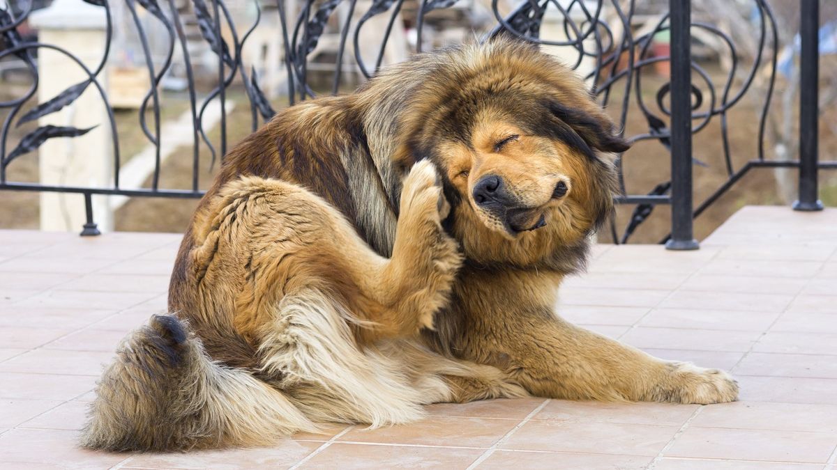 Los 5 motivos por los que tu perro se rasca