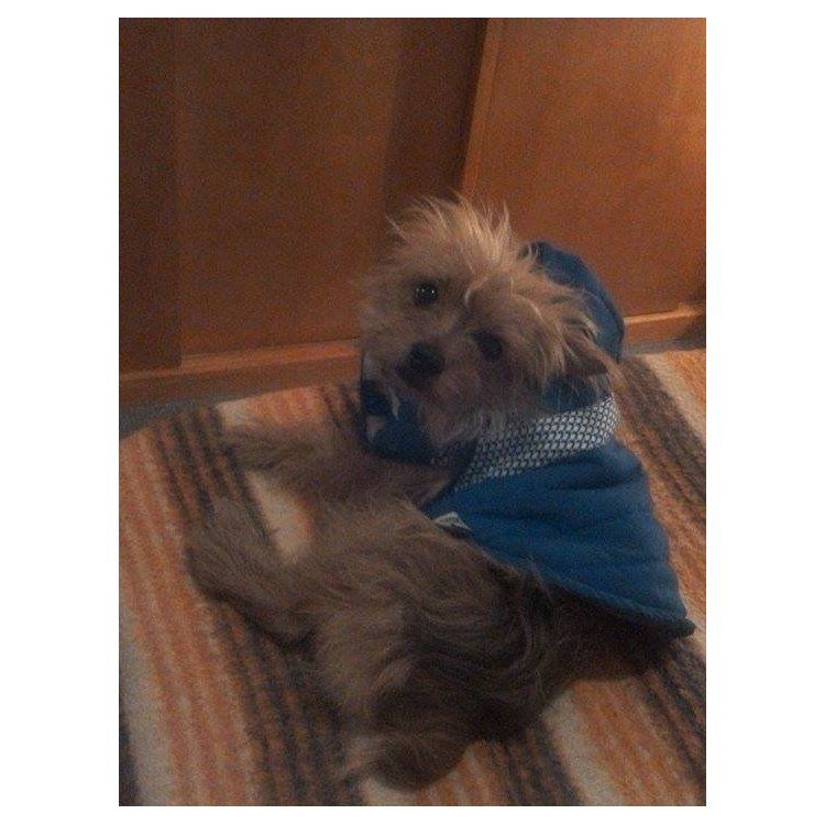 Milo cela a sus primitos