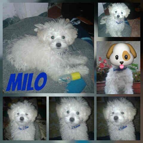 Milo, el más cachorro
