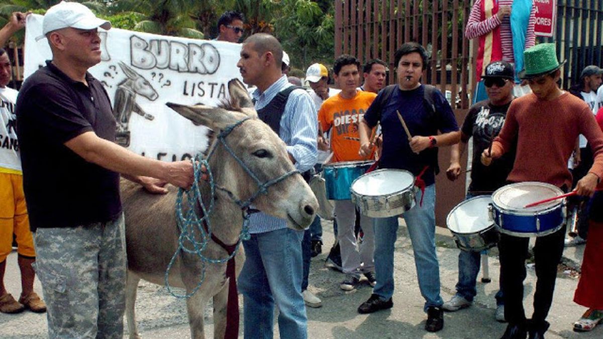 Indignados de Ecuador presentan a un burro como candidato