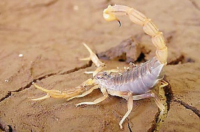 Alacrán mató a nene de 2 años en Córdoba