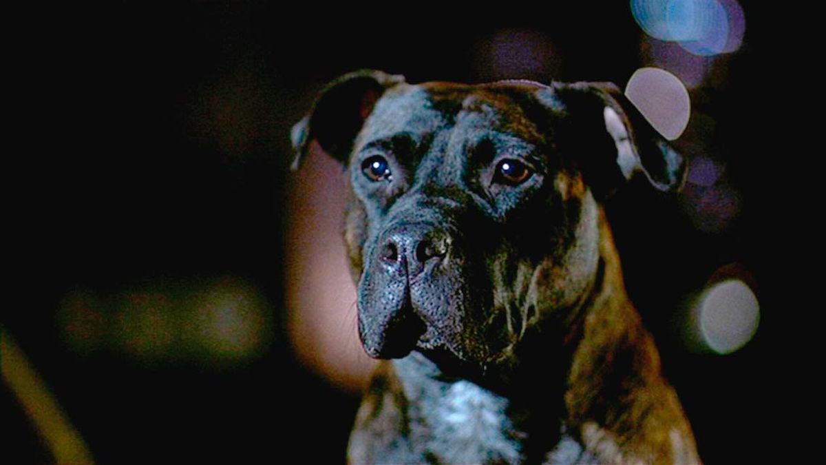 ¿Son capaces los perros de identificar espíritus?