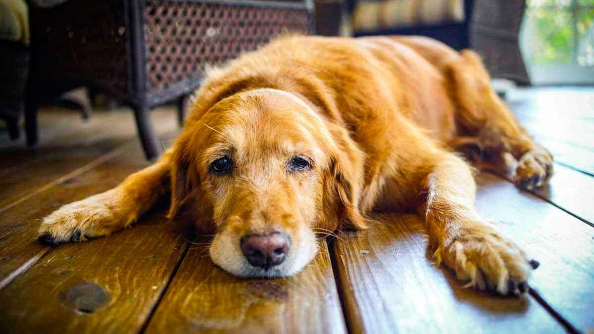 Consejos para cuidar a los perros que están más viejitos