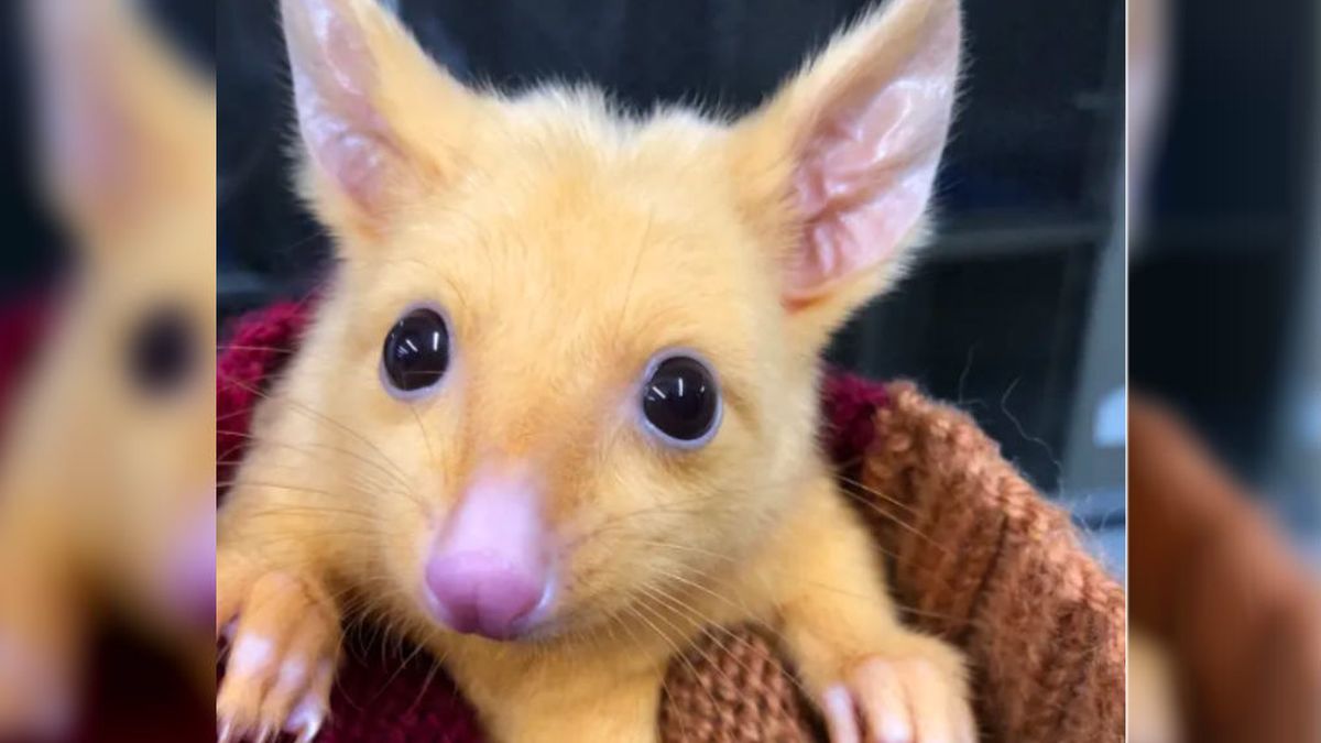 Increíble, pero real: encuentran un Pikachu en Australia